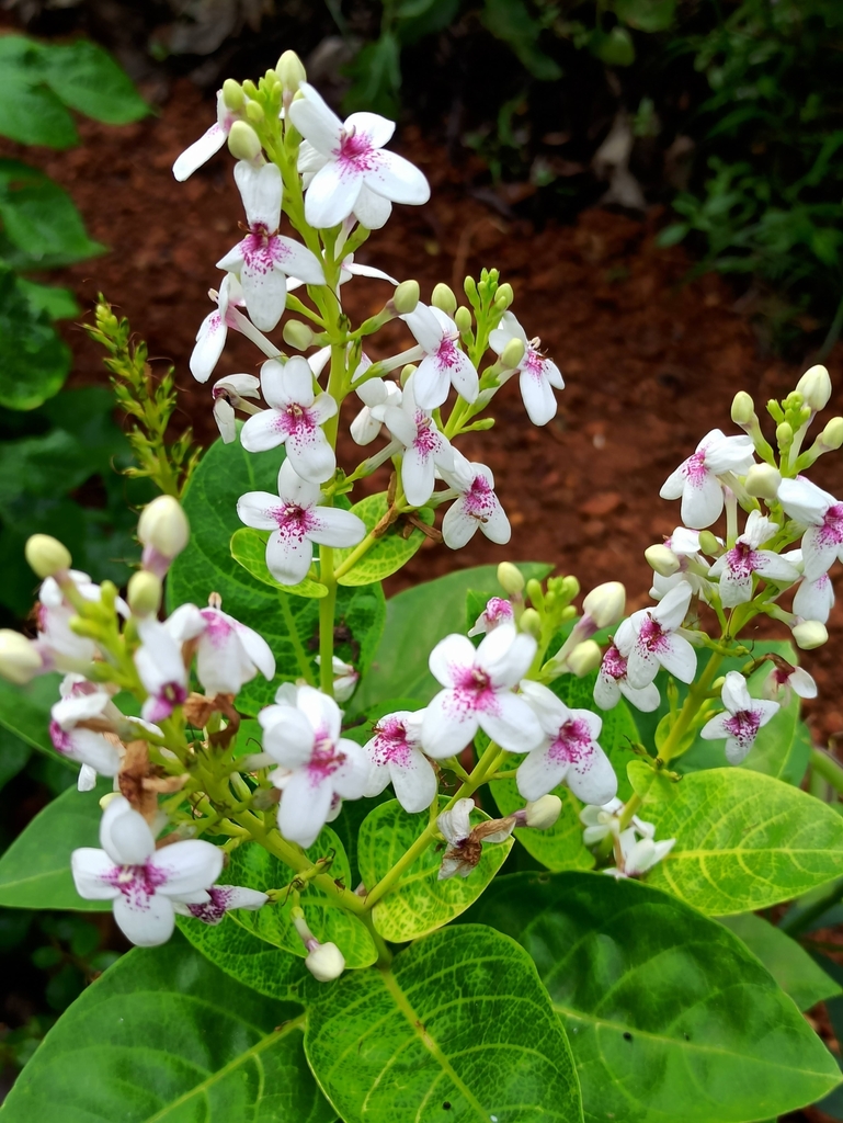 Yellow-Vein Eranthemum from Ramanthali on March 17, 2022 at 09:21 AM by ...