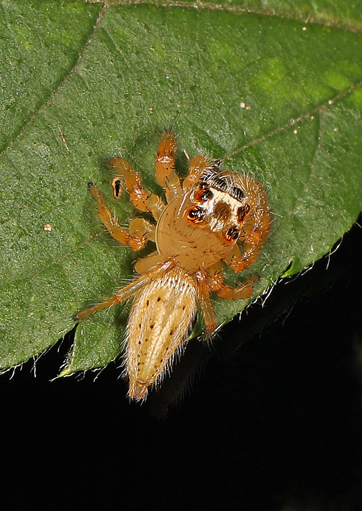 Sylvan Jumping Spider from Fairfax County, VA, USA on August 16, 2023 ...