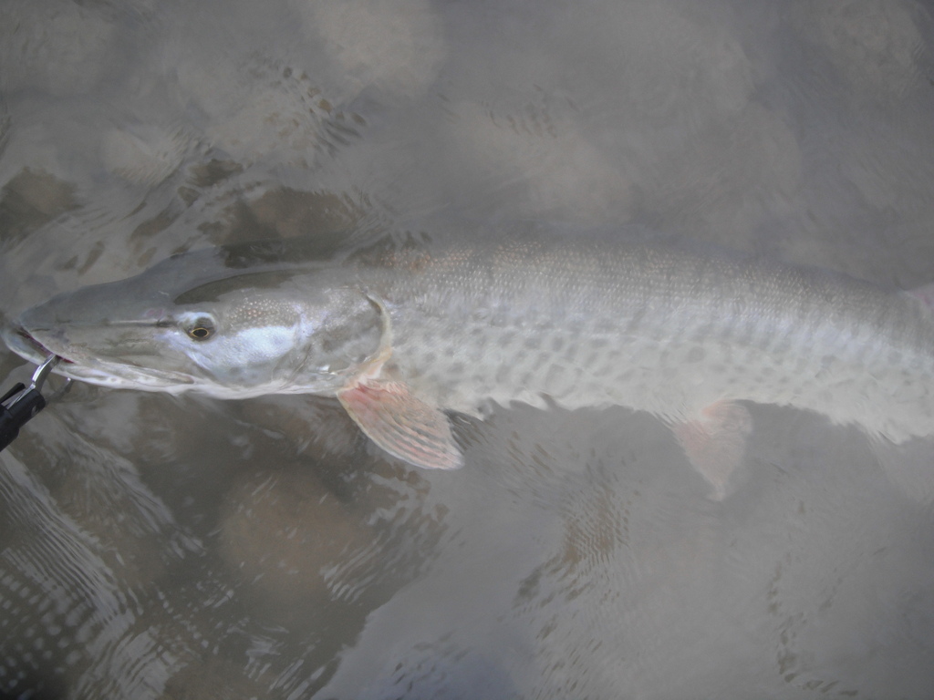 Muskellunge (Fish of the great lakes watershed) · iNaturalist