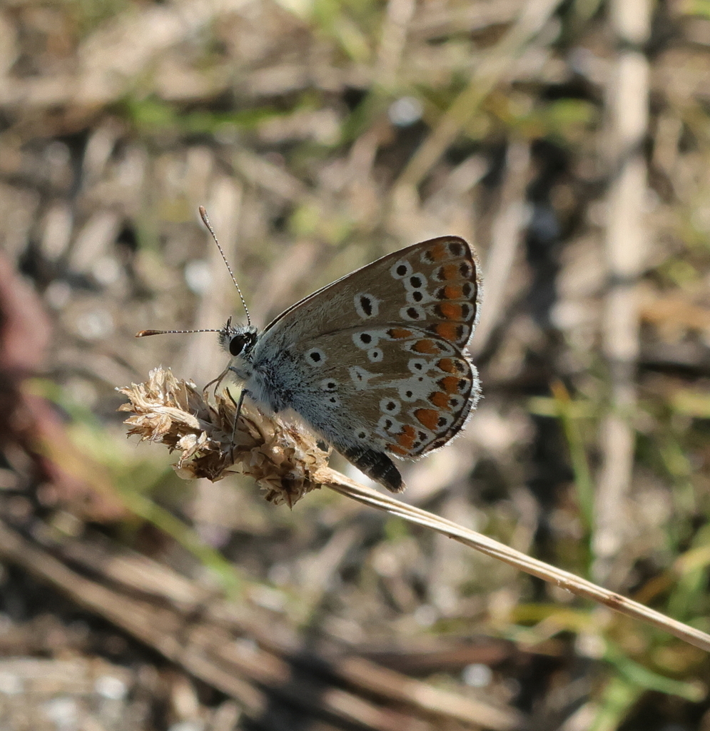 Brown Argus from Gonfreville-l'Orcher, France on August 17, 2023 at 07: ...
