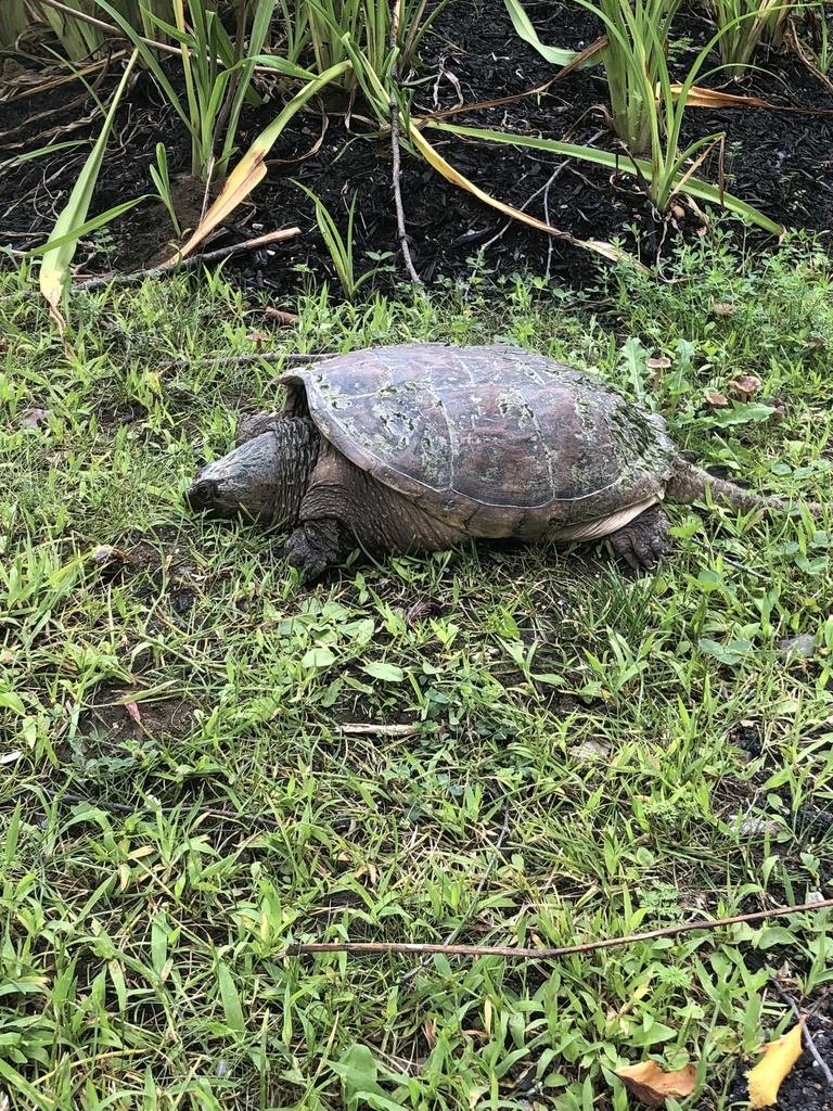 Common Snapping Turtle from Winooski River, Burlington, VT, US on ...