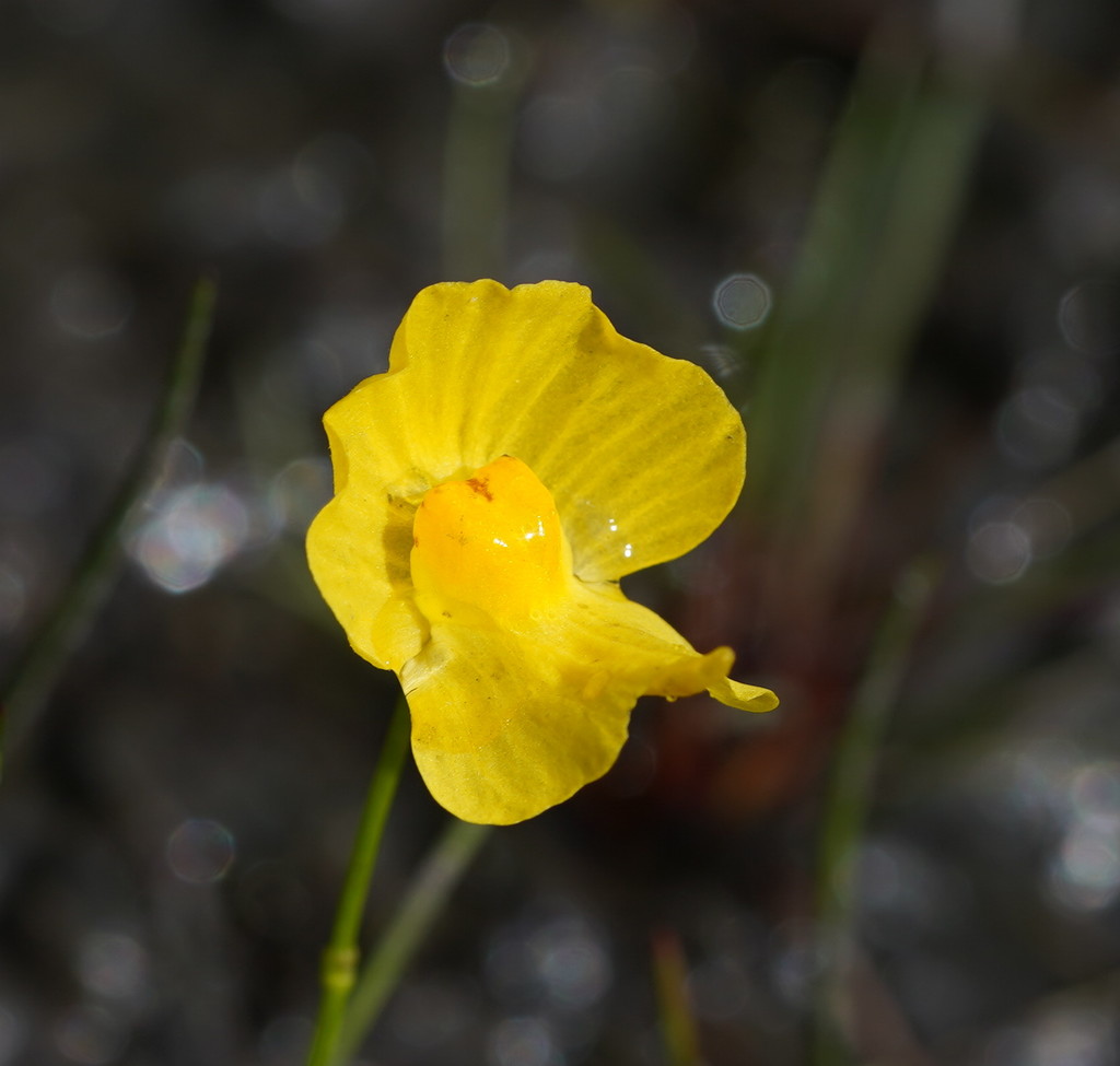 Section Utricularia (Utricularia) - Botanical Realm