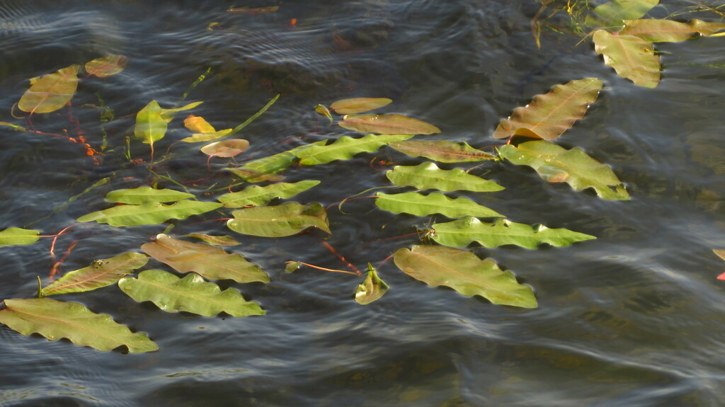 Northern Pondweed from Chittenden County, VT, USA on August 11, 2023 at ...