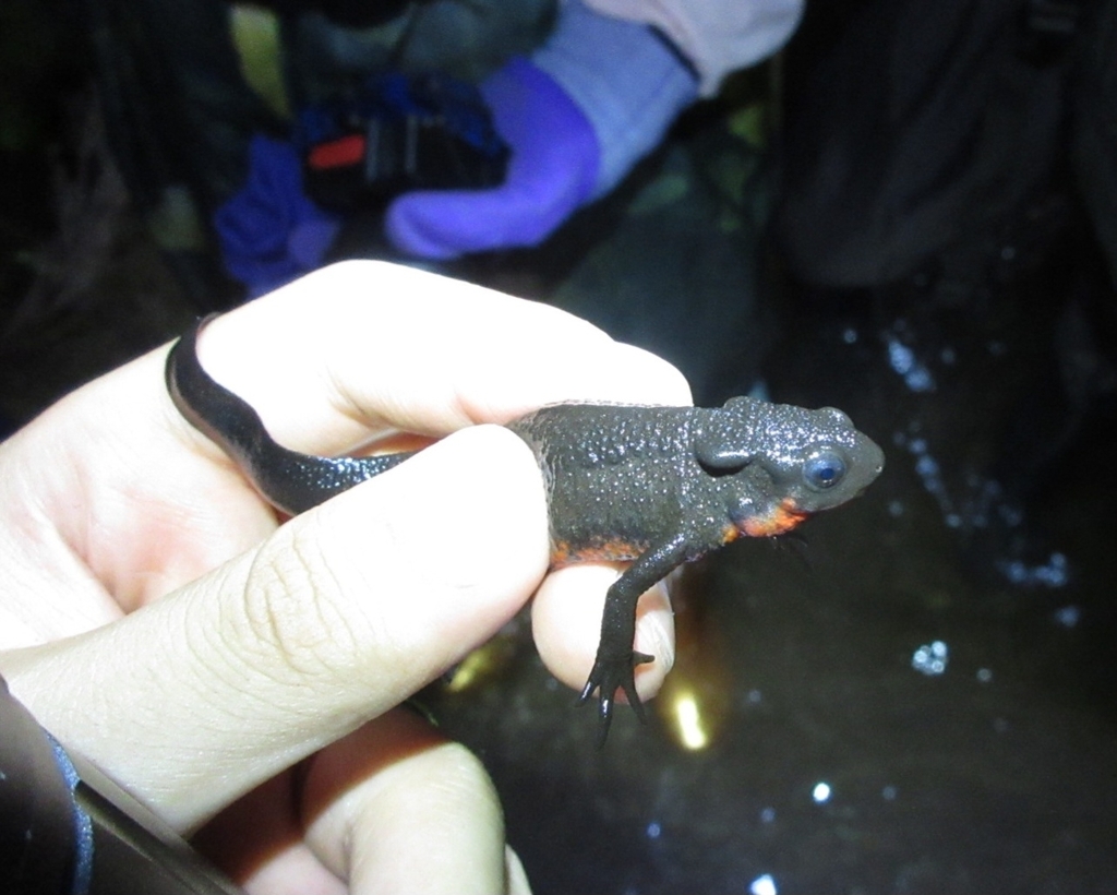 Japanese Fire-bellied Newt in August 2023 by Yucheol Shin · iNaturalist