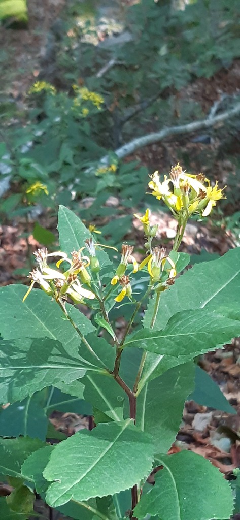 Alpine Ragwort Complex from Provincia di Siena, Italia on August 6 ...