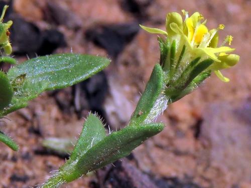 Phyllopodium heterophyllum · iNaturalist Mexico