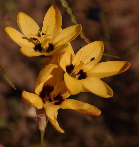Variety Ixia maculata maculata · iNaturalist