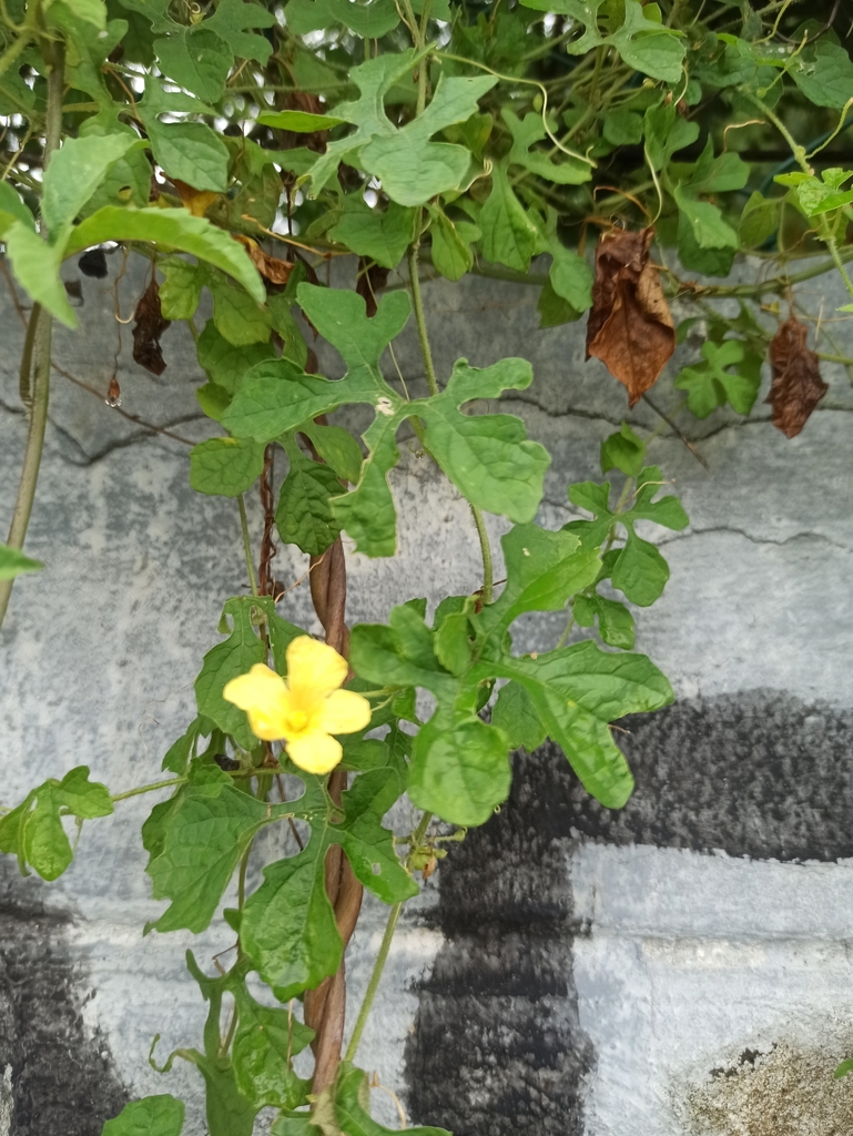 Bitter Melon from Veracruz on August 17, 2023 at 08:40 AM by Froy ...