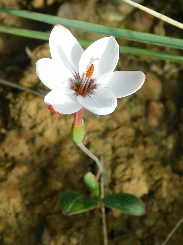 Pink Satin-flower from Loerkloof Greyton, 7233, South Africa on August ...