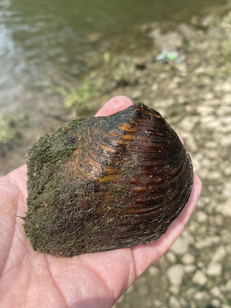 Monkeyface Mussel from Kings Bluff Dr, Eugene, MO, US on August 17 ...