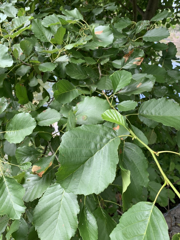 common alder from Athol Bay, Prince Edward County, ON, CA on August 17 ...