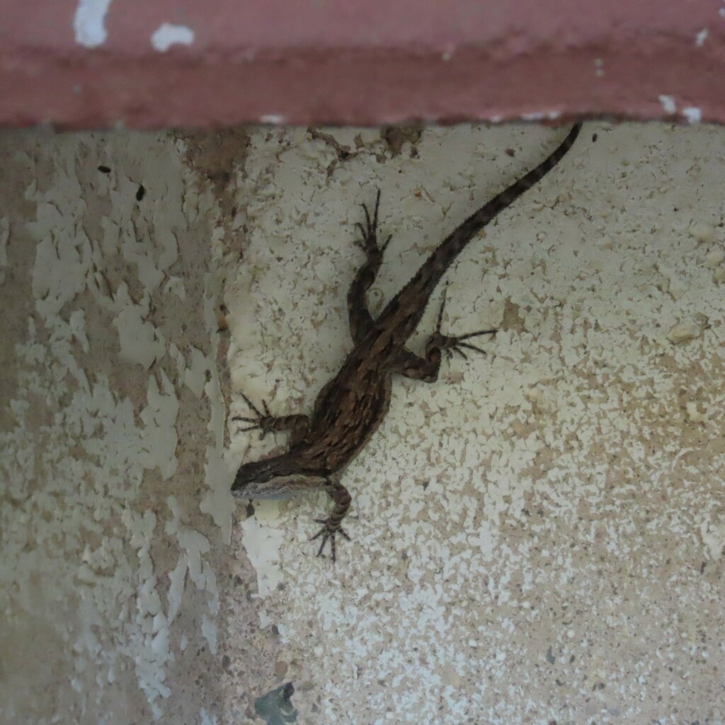 Ornate Tree Lizard from Sierra Vista, AZ 85613 on August 17, 2023 at 08 ...