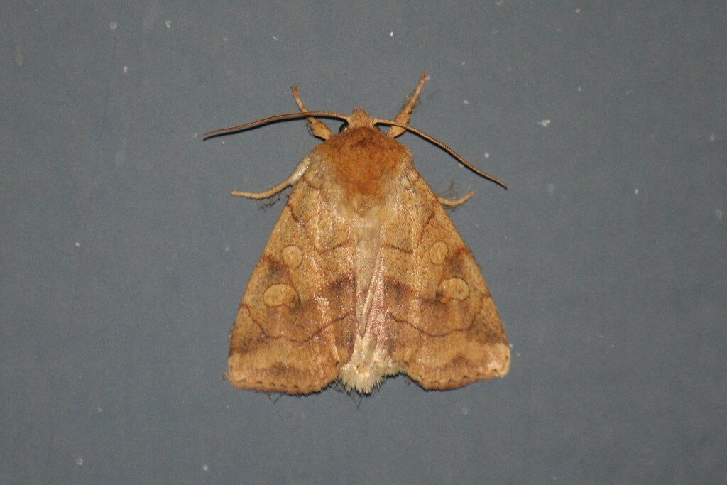 Aspen Twoleaf Tier Moth from St Louis County, MN, USA on August 14 ...
