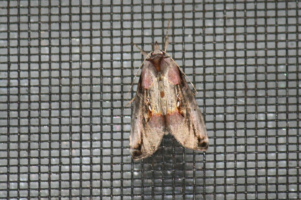 Pink-patched Looper Moth from St Louis County, MN, USA on August 14 ...