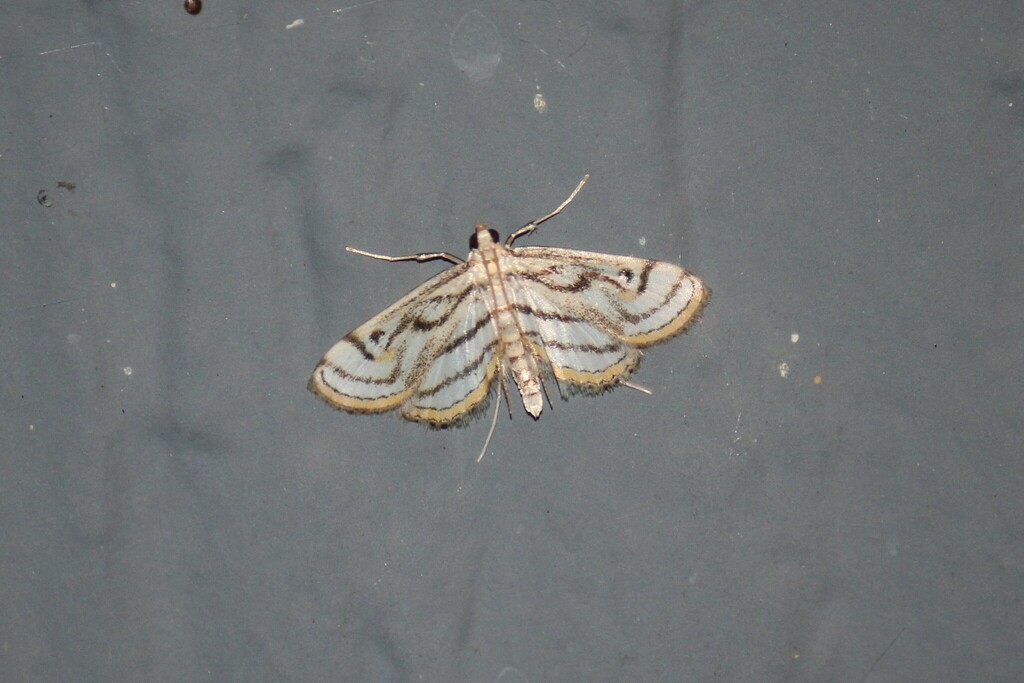 Chestnut-marked Pondweed Moth from St Louis County, MN, USA on August ...