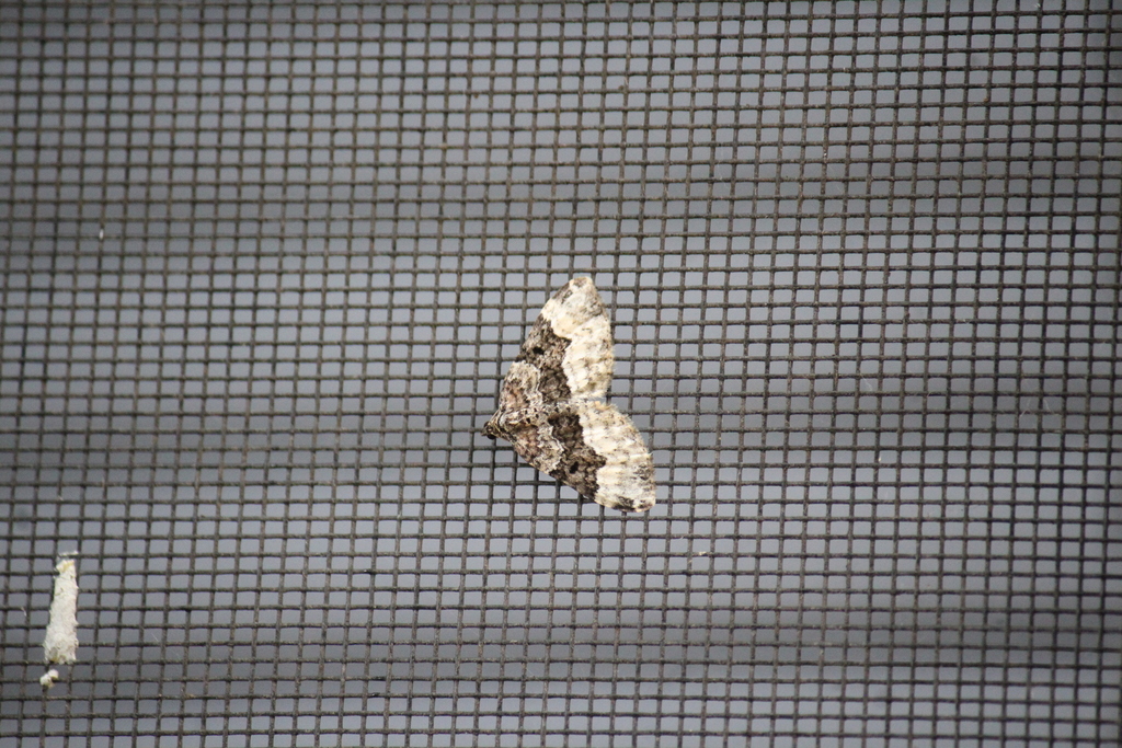 American Sharp-angled Carpet from St Louis County, MN, USA on August 16 ...