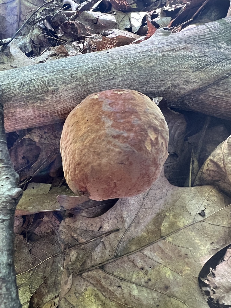 Neoboletus from Albert Johnson Rd, Nashville, IN, US on August 17, 2023 ...