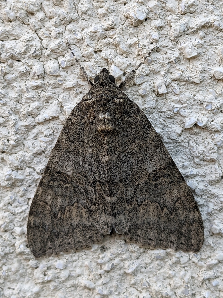 Red Underwing from Rue des Bleuets on August 17, 2023 at 08:47 PM by ...
