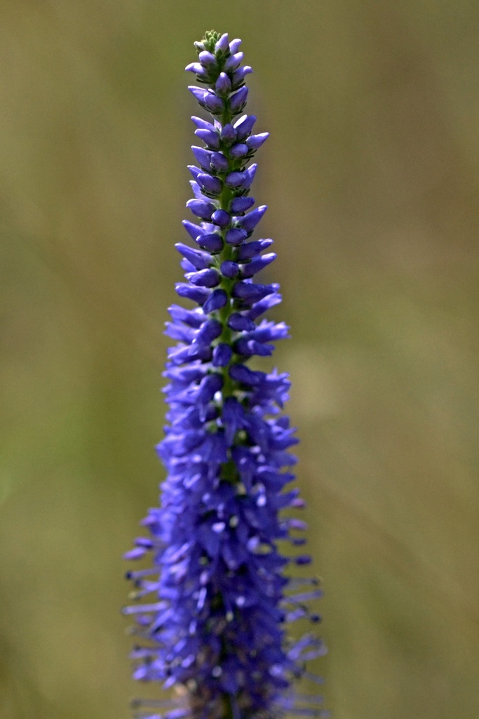 Spiked Speedwell from 293 01 Mladá Boleslav, Česko on August 14, 2023 ...