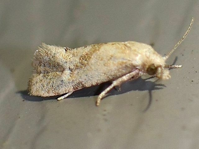 Platphalonidia magdalenae in August 2023 by privatenoaccess · iNaturalist
