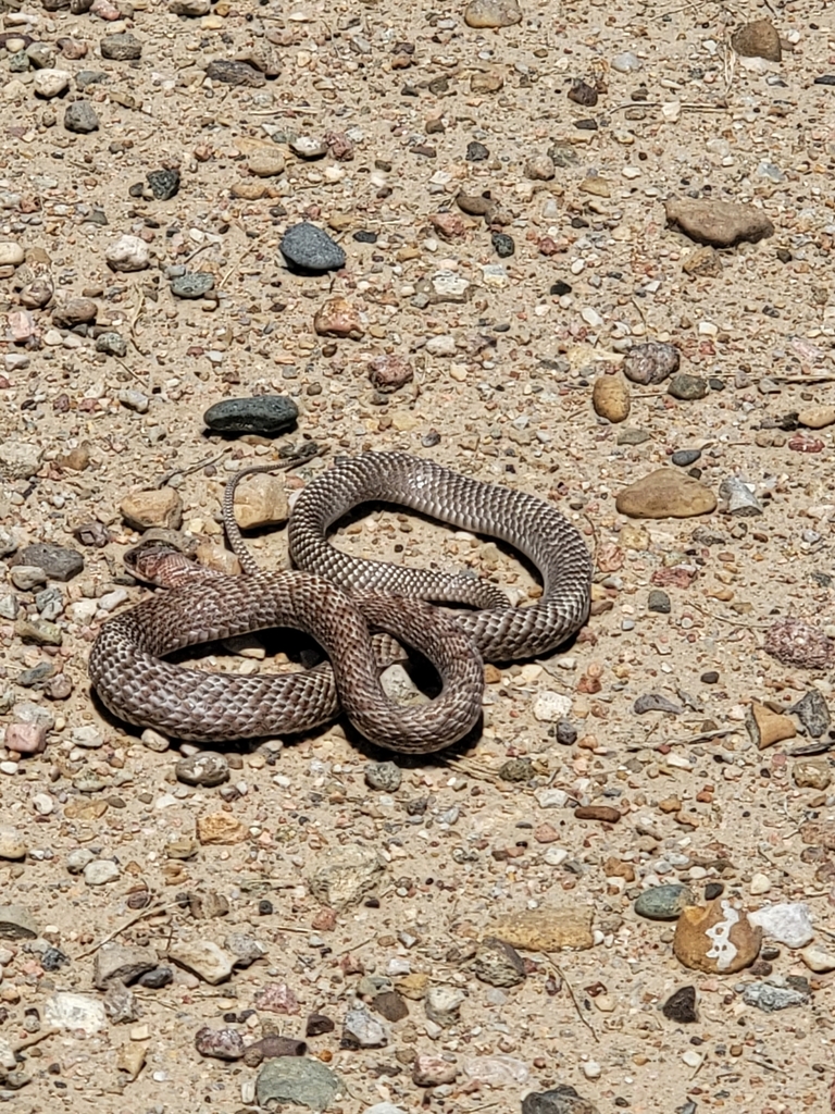Western Coachwhip from Fort Lyon, CO 81054, USA on August 17, 2023 at ...