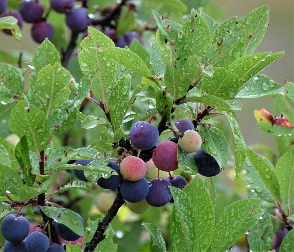 Beach Plum from Wellfleet Bay Wildlife Sanctuary on 10 August, 2021 at ...