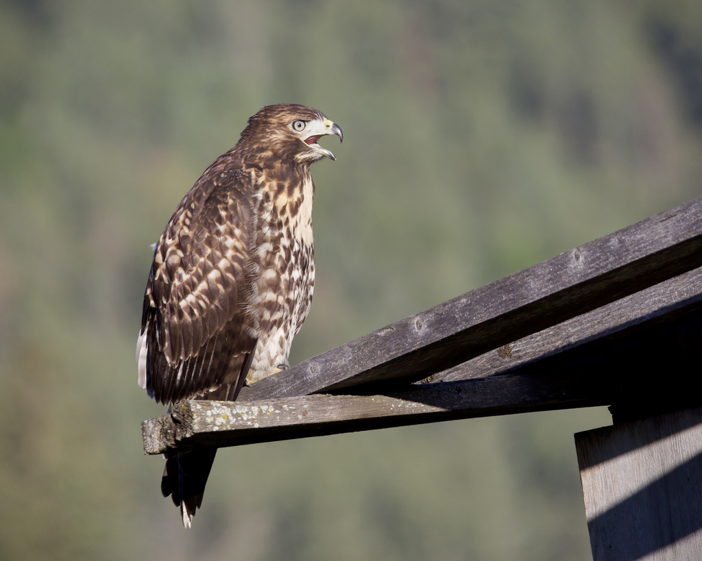 Red-tailed Hawk from East Kootenay, BC, Canada on August 11, 2023 at 06 ...