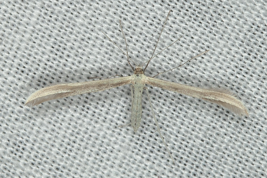 Plain Plume Moth from East Fork of the Bear cabin, Summit County, UT ...