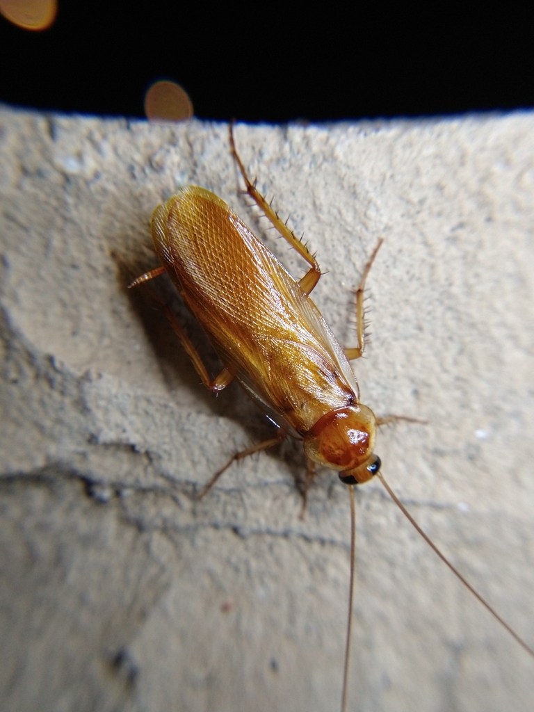 Turkestan Cockroach from California State University, Stanislaus, CA ...