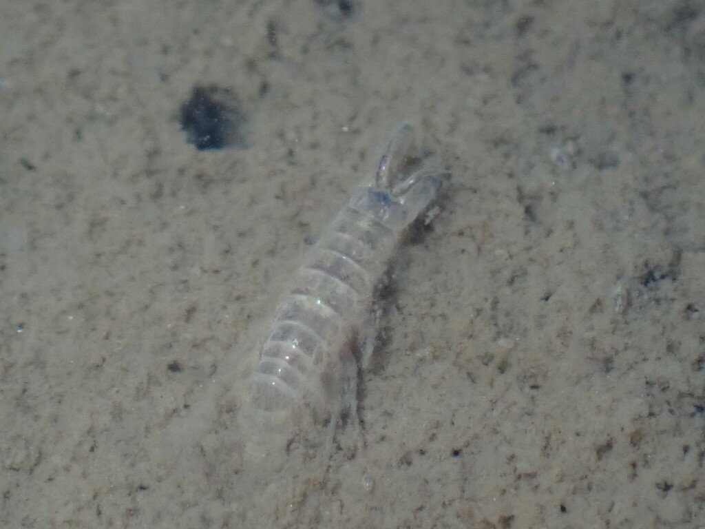 Corophiidae in June 2023 by luluchouette. Brackish waters · iNaturalist