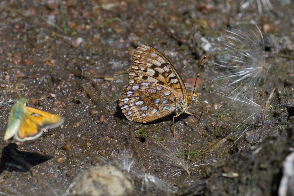 Coronis Fritillary in August 2023 by christian_nunes · iNaturalist