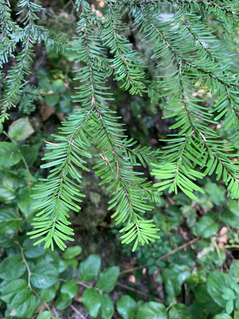 Pacific silver fir from Skagit County, US-WA, US on August 7, 2023 at ...