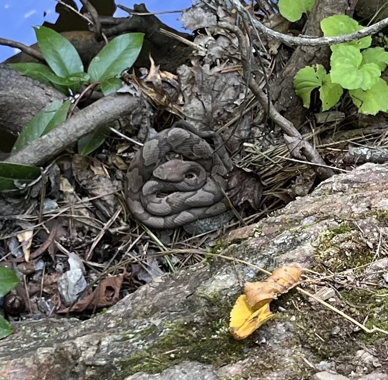 Eastern Copperhead from Pisgah National Forest, Candler, NC, US on ...