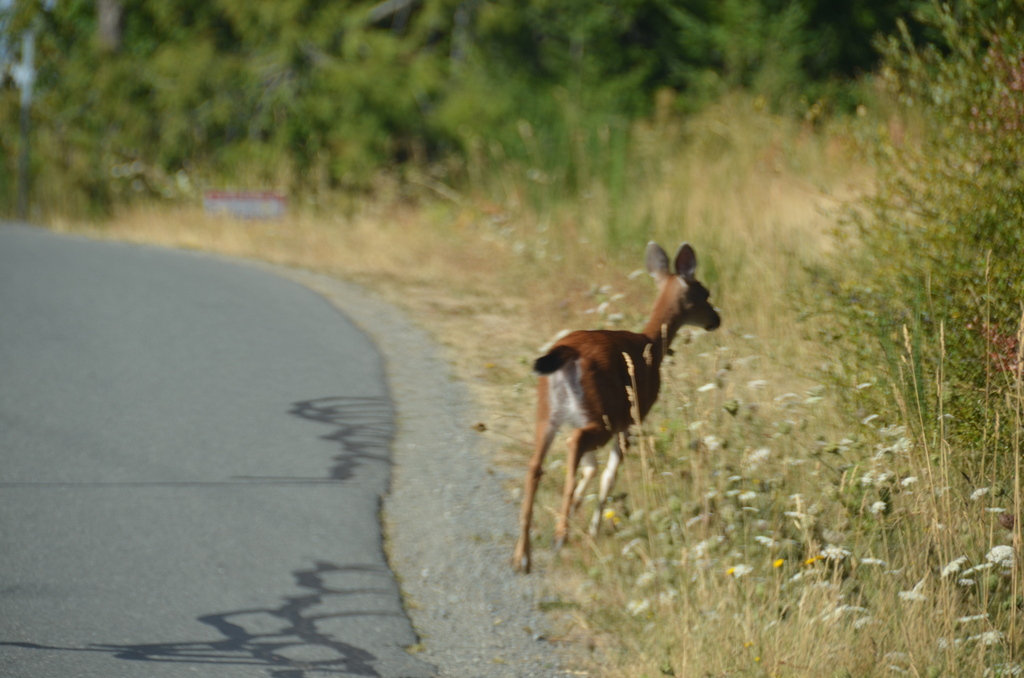Columbian Black-tailed Deer from Cowichan Valley, BC, Canada on August ...
