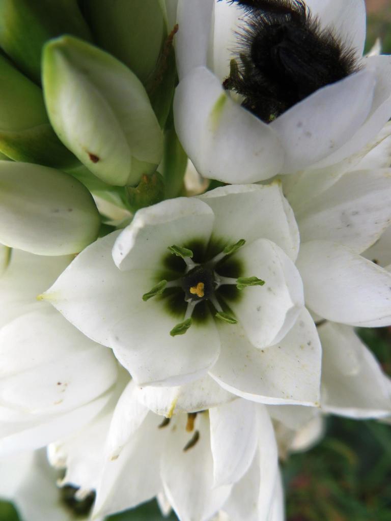 Chincherinchee from Vergelegen Schapenberg on September 21, 2017 by ...