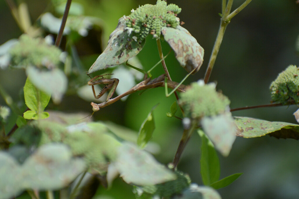 Carolina Mantis from Northwest Raleigh, Raleigh, NC, USA on August 17 ...