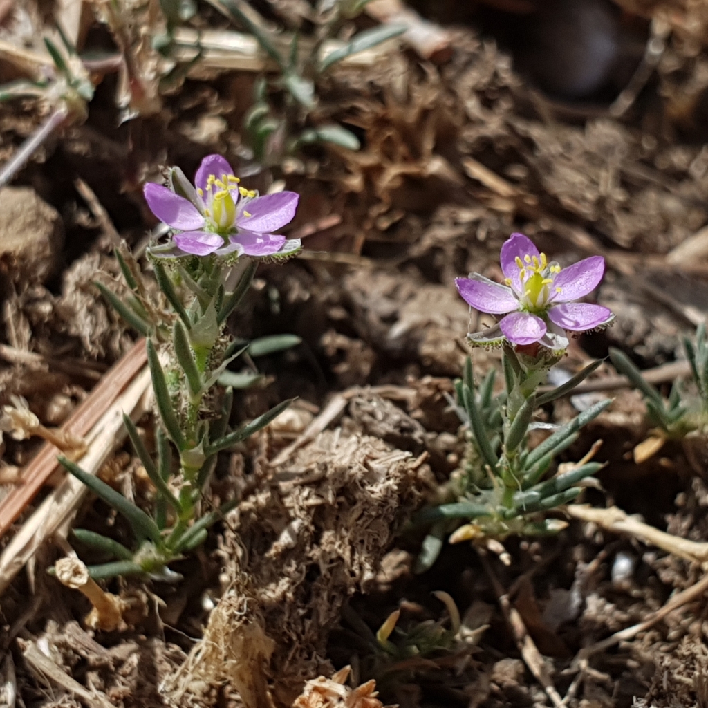Red Sand Spurrey in August 2023 by Mehdi Chetibi · iNaturalist