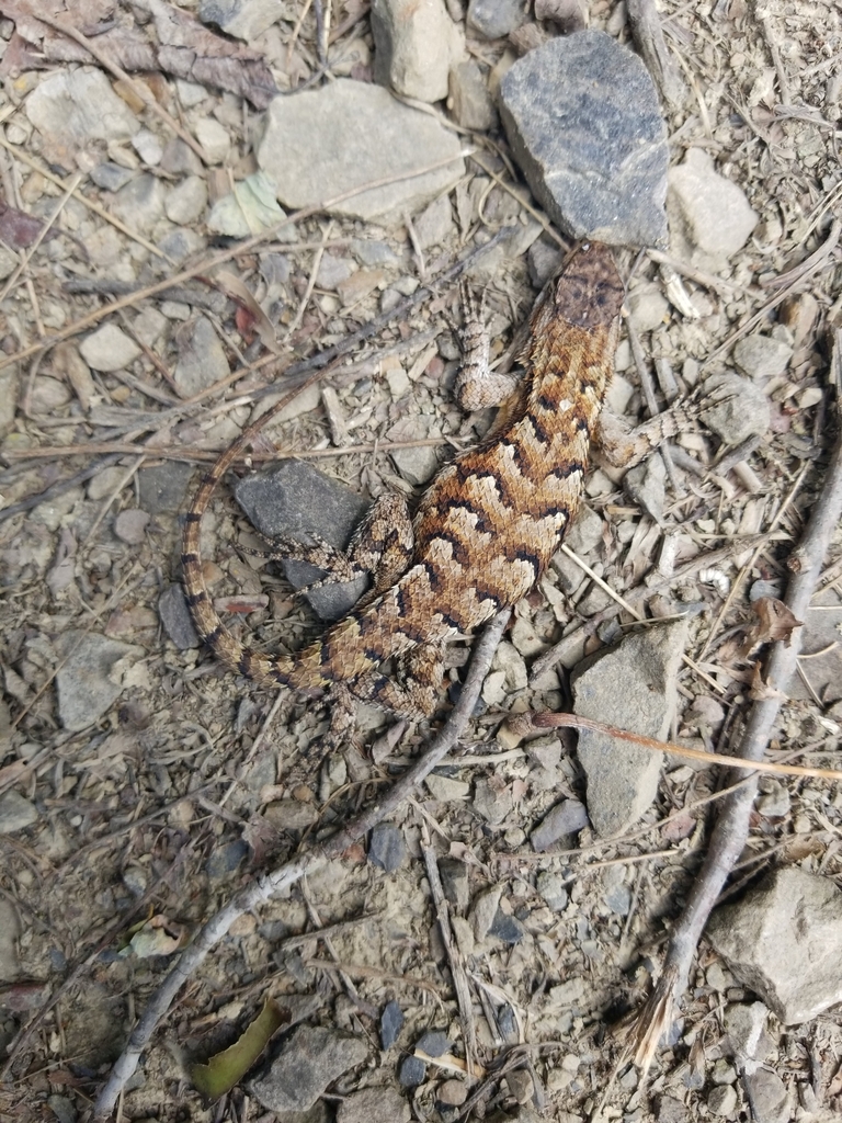 Eastern Fence Lizard from Mount Hope on August 15, 2023 at 12:53 PM by ...