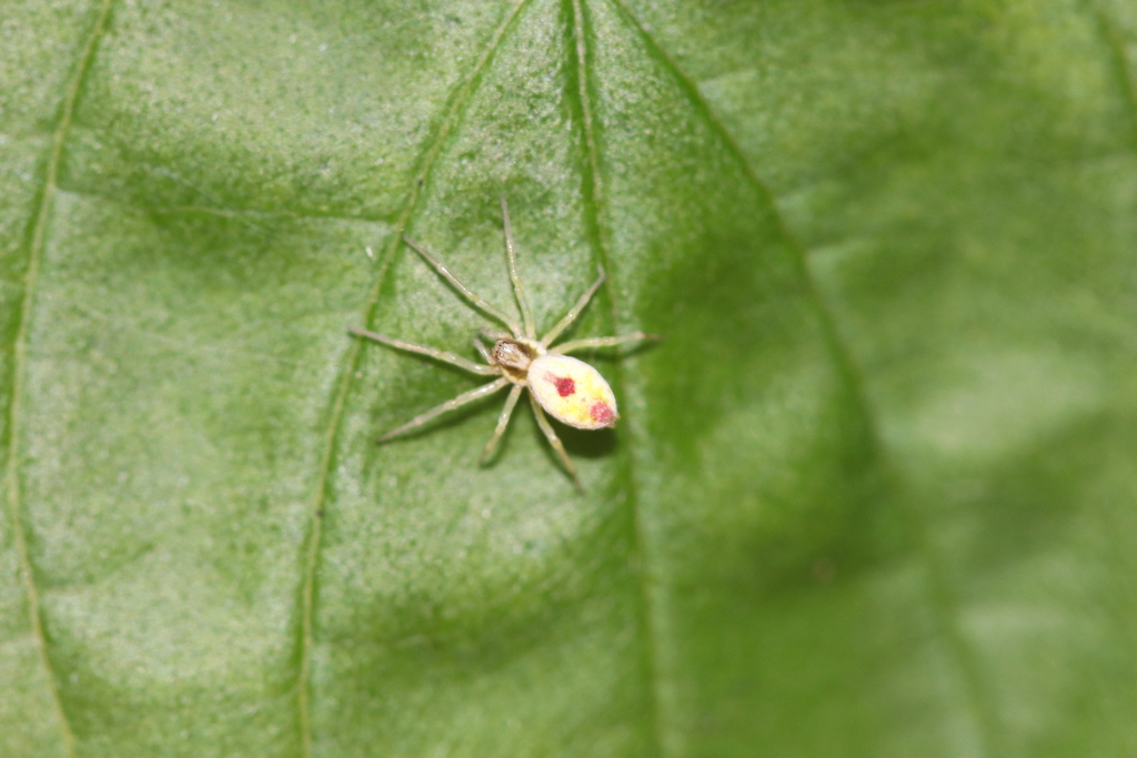 Bleeding Heart Spider from London, UK on August 9, 2023 at 02:39 PM by ...