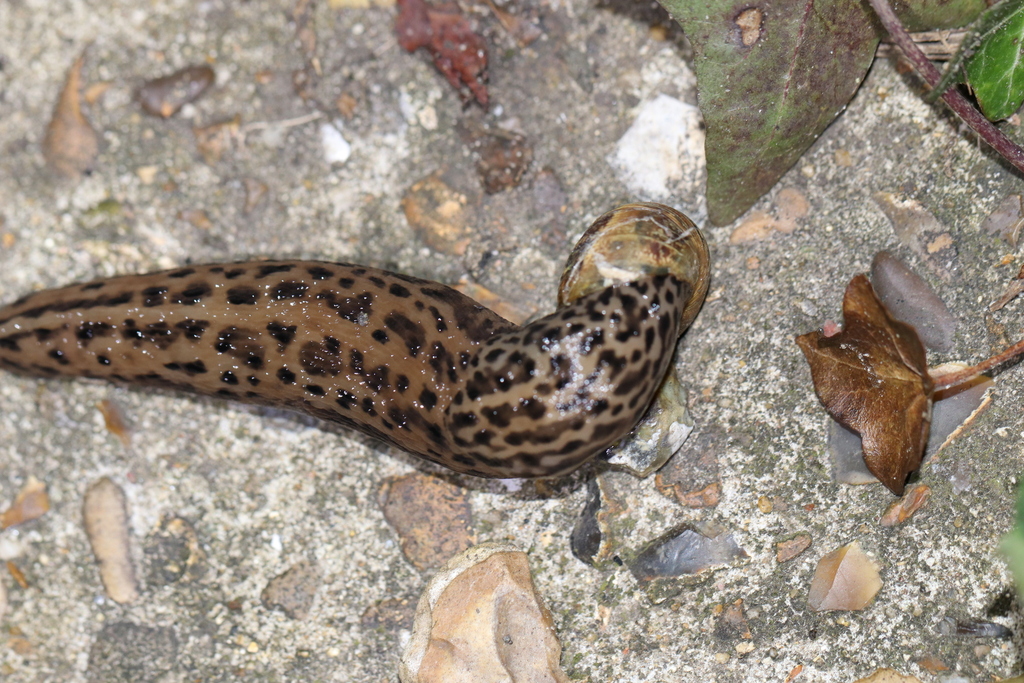Leopard Slug from Worcester Park, UK on August 9, 2023 at 09:43 PM by ...