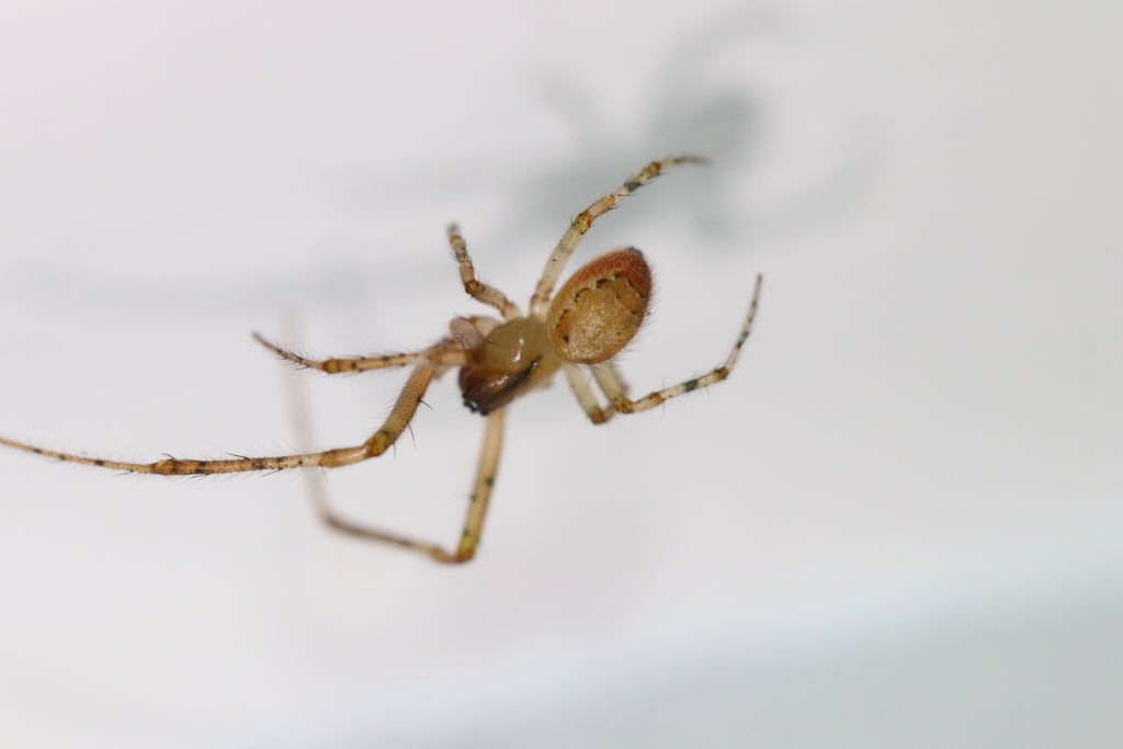 Red-sided Sector Spider from Worcester Park, UK on August 15, 2023 at ...