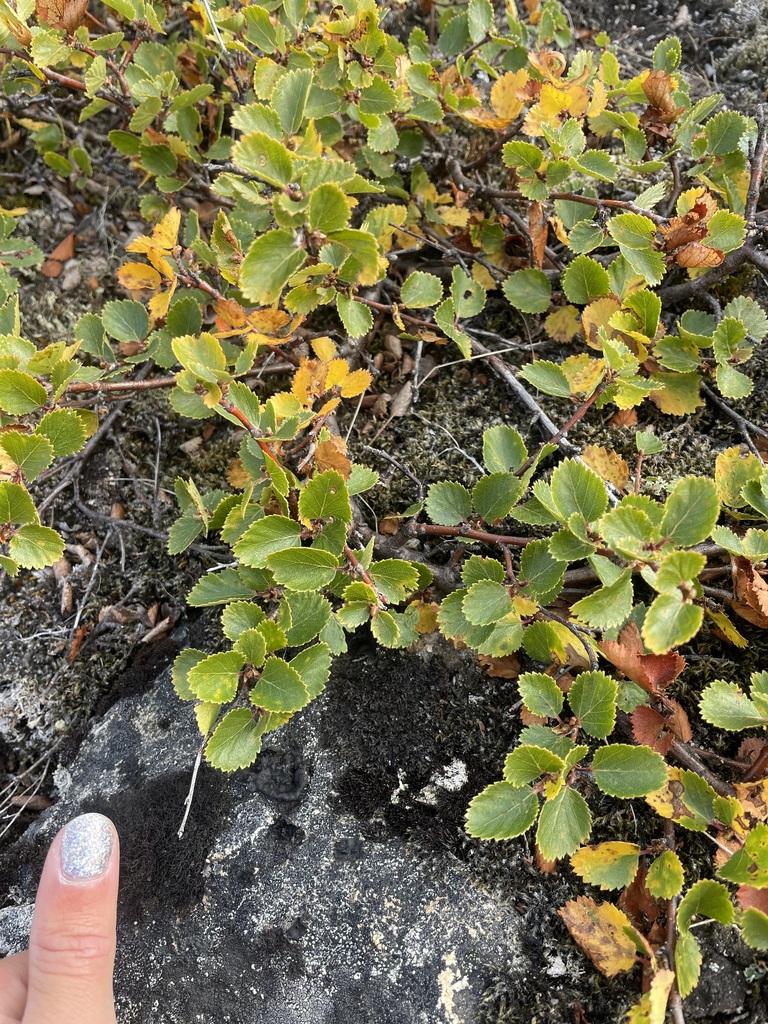 dwarf resin birch from Ivittuut, Greenland on August 17, 2023 at 10:51 ...