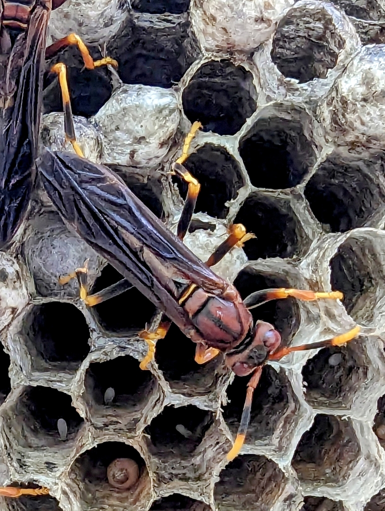 Ringed Paper Wasp from Pine Ridge, KY 41360, USA on August 15, 2023 at ...