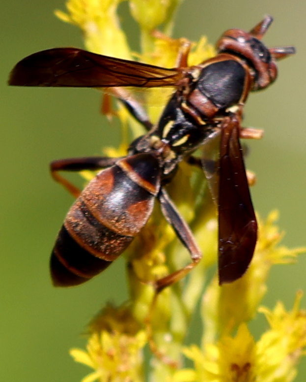 Dark Paper Wasp from Shepard Settlement, Onondaga County, NY, USA on ...