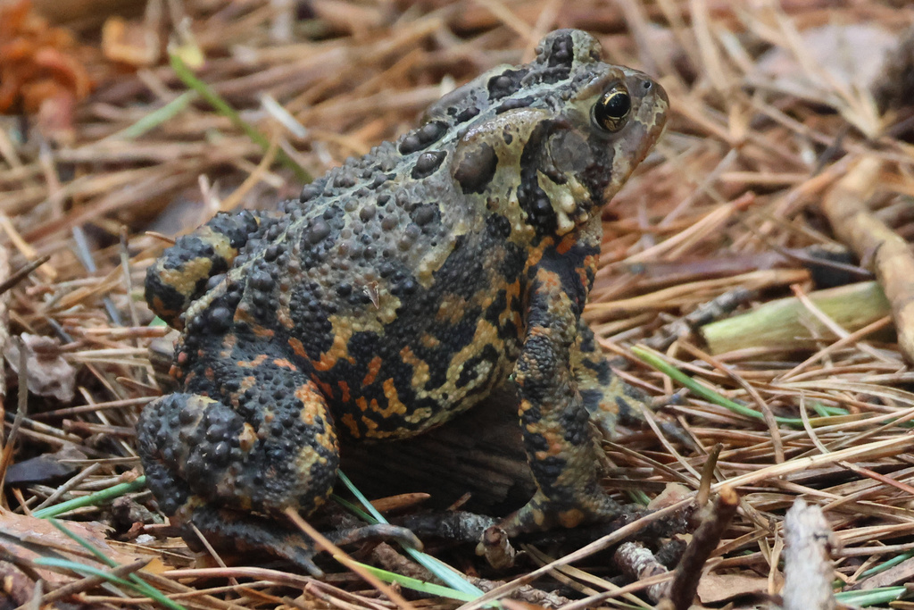 American Toad from Raquette Pond, Tupper Lake, NY, US on August 16 ...