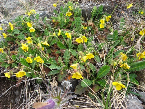 Coluria geoides · iNaturalist