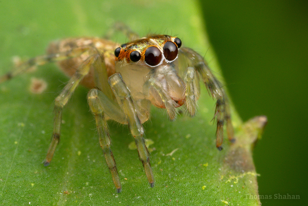 Jumping Spiders from Pueblo Rico, Risaralda, Colombia on August 4, 2023 ...