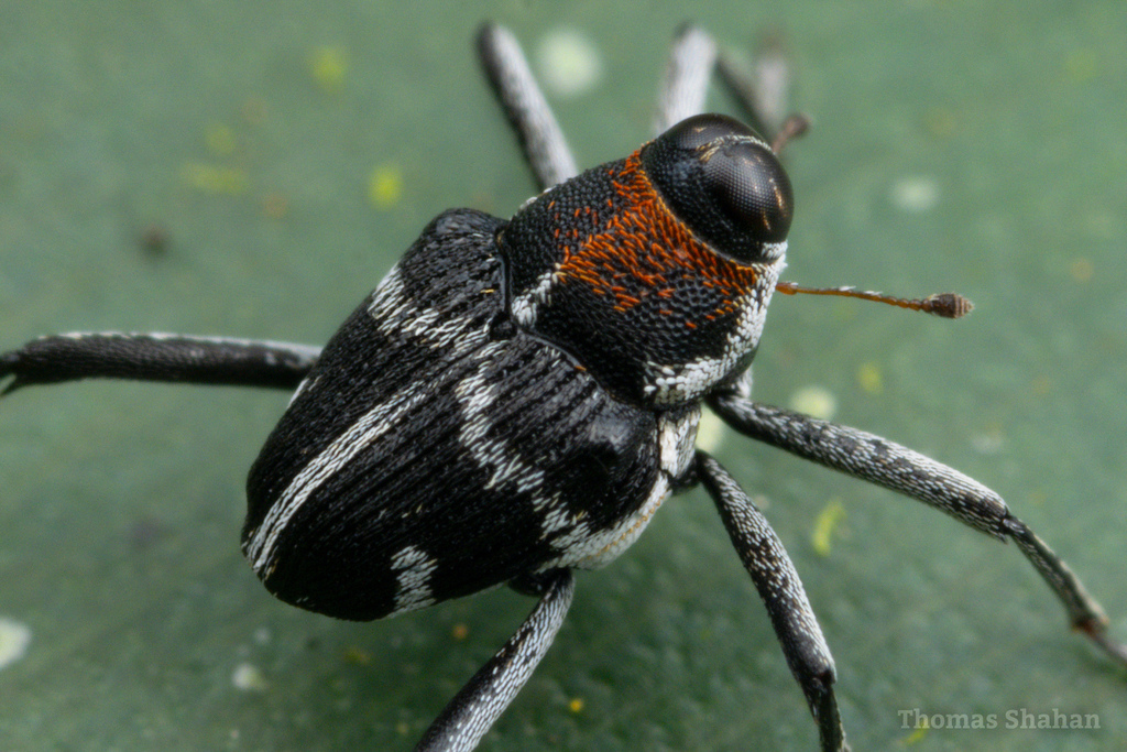 Conoderinae from Pueblo Rico, Risaralda, Colombia on August 4, 2023 at ...