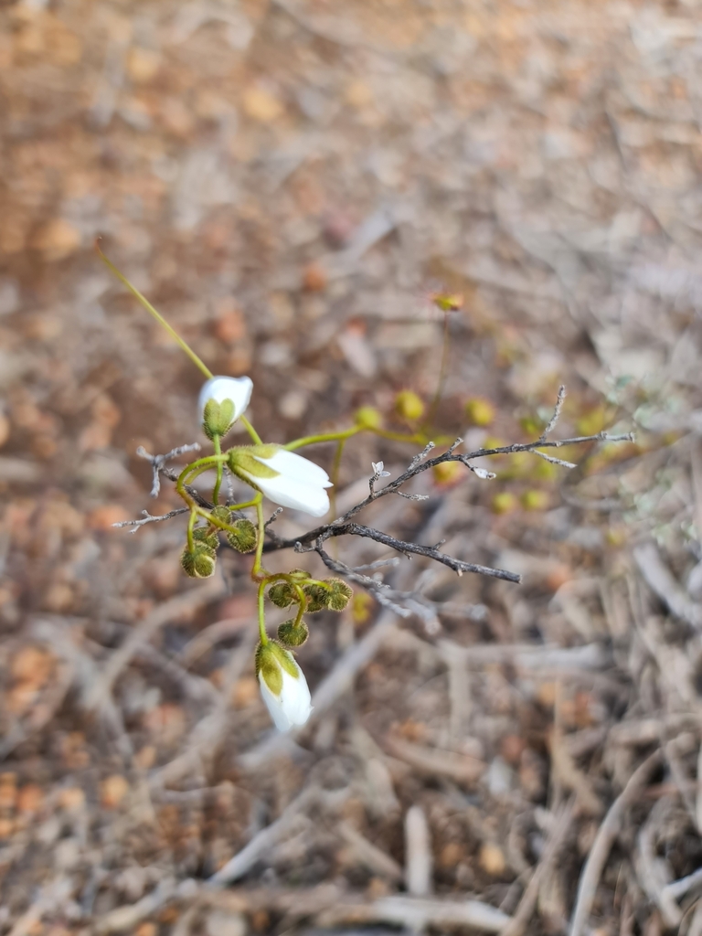 Bridal Rainbow from Cuballing, AU-WA, AU on August 17, 2023 at 12:36 PM ...