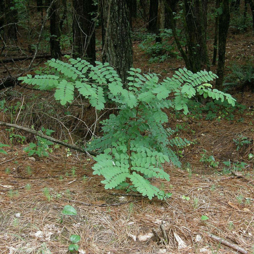 black locust from Oglethorpe County, GA, USA on August 2, 2023 by Joan ...